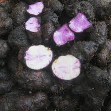Organic Fresh Ratalu at Best Price in Surat - ID: 4084571 | Ozorganic ...