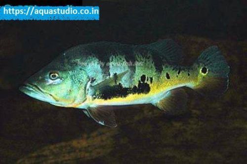 Cichla Monoculus Fish at Best Price in Ahmedabad - ID: 4269100 | Aqua ...