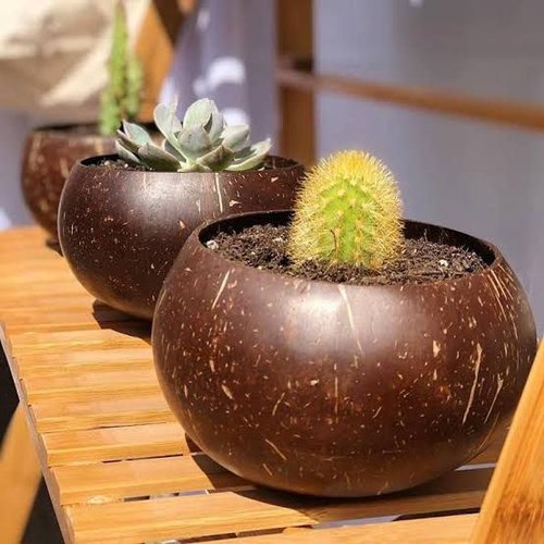 Coconut Shell Plant Pot at Rs 200 in Ghaziabad - ID: 6125770 | The Bamco