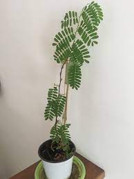 Imali Plant at Rs 3 in Lucknow - ID: 5996317 | Gumshum Nursery