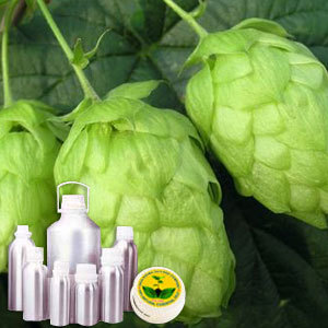 Hops Absolute Oil at Best Price in Kanpur - ID: 6568355 | India Aroma ...
