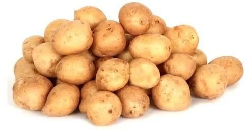 Organic Fresh Small Potato, For Human Consumption, Shape : Round at Rs ...