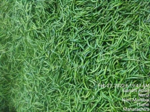 Indian Fresh G4 Green Chilli, Feature : Hot Taste, Hygienic Packing ...