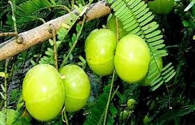 Emblica Officinalis at Best Price in Pondicherry - ID: 6383565 ...