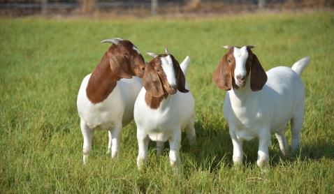 Boer Goat, Gender : Male, Female at Rs 80 in Mumbai - ID: 6527069 ...