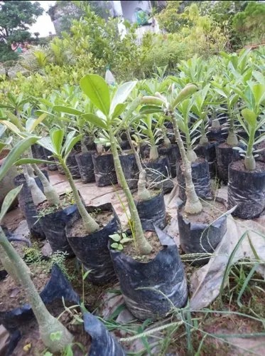 Adenium Plant, For Plantation, Size : Multisize at Rs 100 in North 24 ...