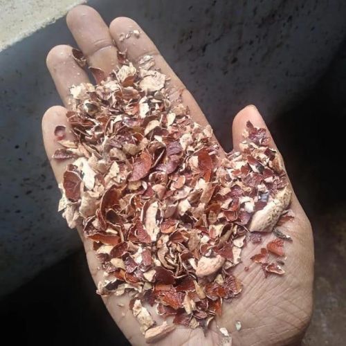 Powder Curve Blanched GMO Cashew Nut Shell, For Food, Snacks, Sweets ...