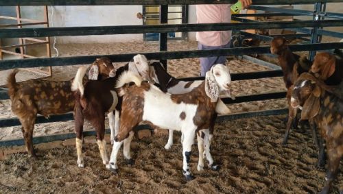 Male Gujri Goat Alive, Weight : 10-20 Kg at Rs 300 in Ajmer - ID: 6779412