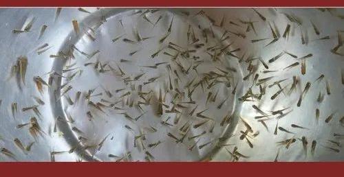 Catla Fish Spawn, Packaging Type : Carton Box at Best Price in Bankura ...