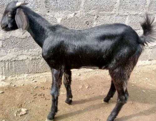 20-30 Kg Live Male Goat, Style : Alive at Rs 10000 in Kanyakumari - ID ...