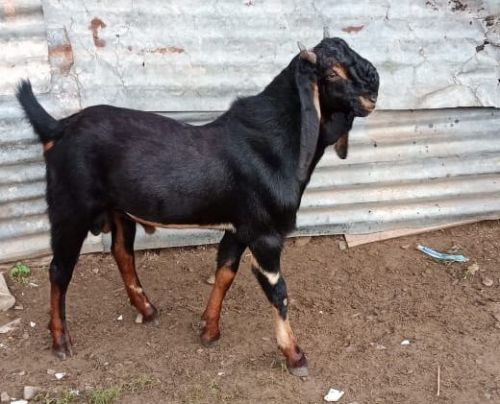 Black 20-30 Kg Live Kota Goat, Style : Alive at Rs 280 in Ajmer - ID ...