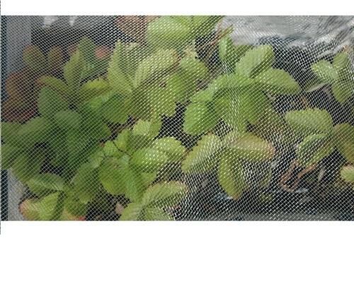 Plastic Anti Insect Net, For Farming at Rs 38 in Vadodara - ID: 6681746