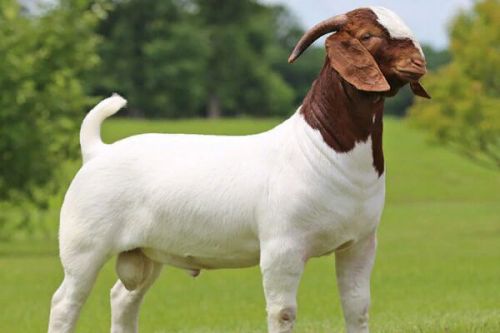 Plain BUY BOER GOAT, Technics : Attractive Pattern, Handloom, Washed at ...