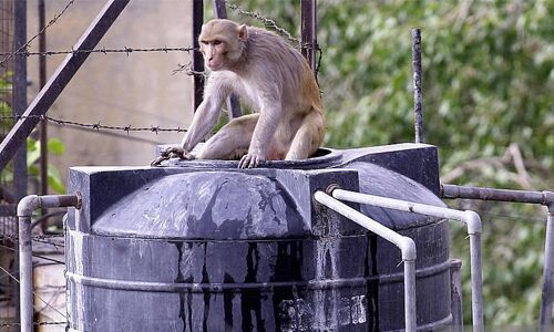 Monkey Water Tank Deterrent Services at Best Price in Delhi - ID: 6005716