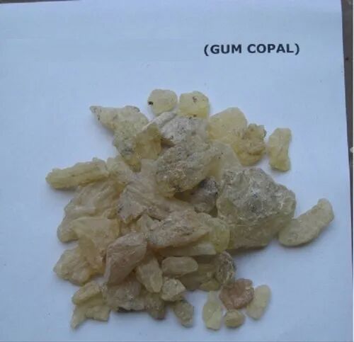 Gum Copal, Packaging Type : Jute Bag / Carton at Rs 335 in Gondia - ID ...