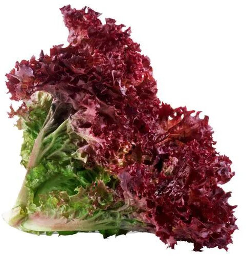 Lollo Roso(bouquet) at Best Price in Pune - ID: 7686618 | jaywant green ...