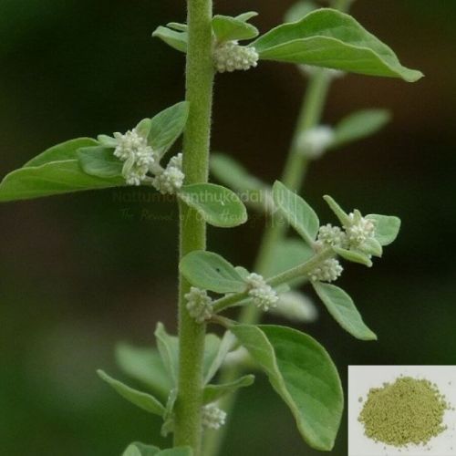 Mountain Knot Grass Powder at Best Price in Coimbatore - ID: 7724438 ...