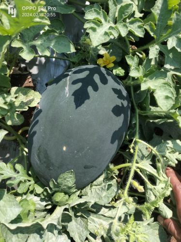 Natural Fresh Watermelon, For Human Consumption at Rs 8 in Jalgaon - ID ...