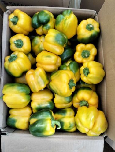 Yellow Capsicum, For Human Consumption, Packaging Type : Net Bag at ...