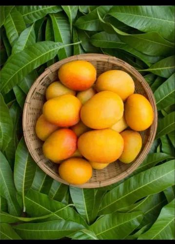 Natural Fresh Mango, Color : Yellow, Packaging Size : 20 Kg, Packaging ...