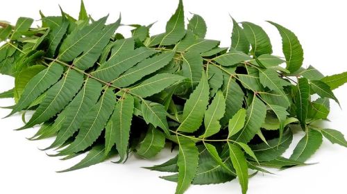 Fresh Neem Leaves, For Cosmetic, Medicine, Color : Green at Best Price ...