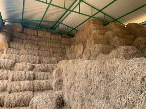 Paddy Straw Bundles at Rs 180 in Chennai - ID: 7411391 | sri bhavani ...
