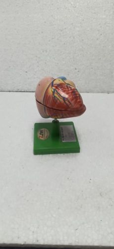 Zoom 0-10 Kg PVC Human Heart Model, For Educational Use at Rs 220 in ...