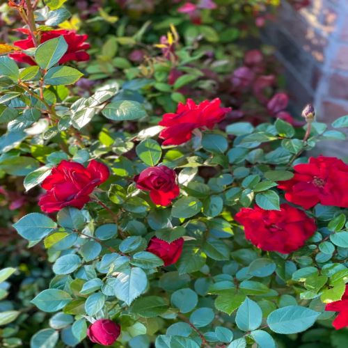 Bordeaux Rose Plant For Plantation at Rs 10 in Chhindwara - ID: 7492910