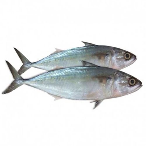 Frozen Indian Scad Fish For Cooking at Rs 250 in Mumbai - ID: 7547674 ...