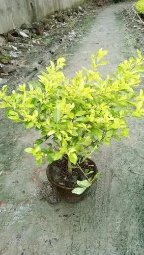 Duranta Golden Plant For Garden at Rs 20 in Kolkata - ID: 7793830 | Bhai Bhai nursery