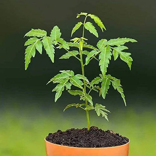 Neem Tree Plant, Color : Green For Plantation at Best Price in Kolkata ...