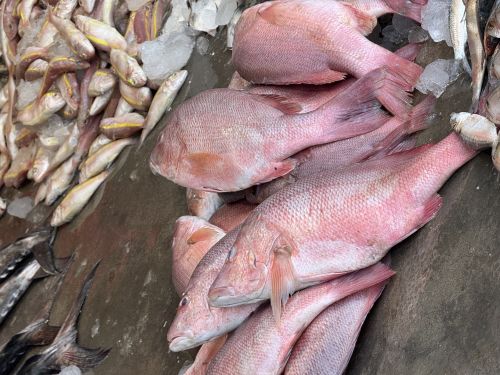 Fresh Raja Fish at Rs 1050 in Delhi - ID: 7809937 | Asif n sons