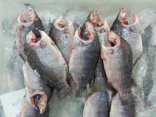 Moon Cut Tilapia Fish at Rs 110 in Mumbai - ID: 7828764 | SNY TRANSPORT ...