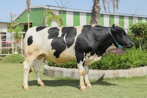 Hf Cow, Color : Black White at Rs 50000 in Karnal - ID: 1295400 | Gupta Dairy, Karnal (Haryana)