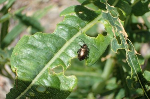 Inskill Insect Killer Liquid, Packaging Type : Aerosol Can at Best ...