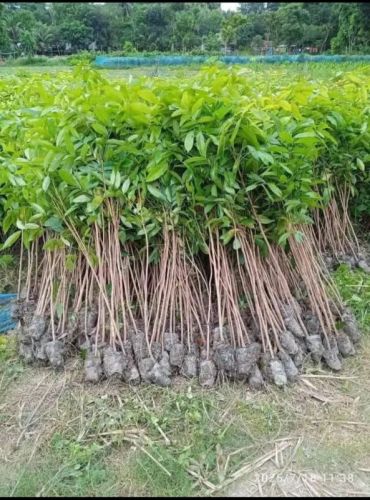 African Bamboo Plant, Flower Color : Green for Gardening, Decoration at ...