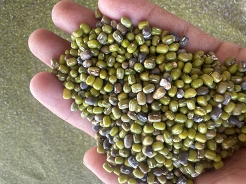 Green Organic Moong Dal, Packaging Type : PP Bag at Best Price in ...