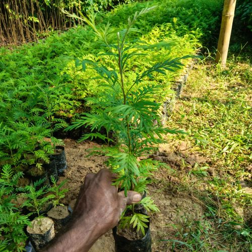 Natural Silver Outdoor Plants, Flower Color : Green Summer at Rs 10 in ...