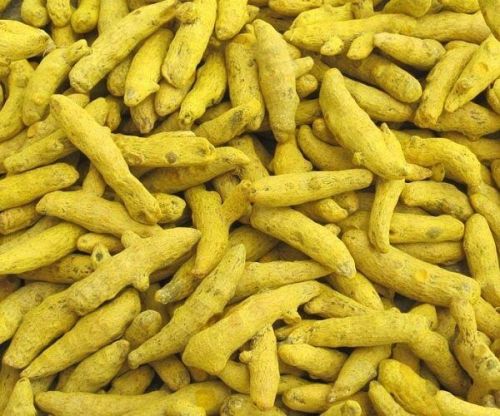 Turmeric Whole, Color : Yellow for Cooking at Best Price in Ahmedabad ...