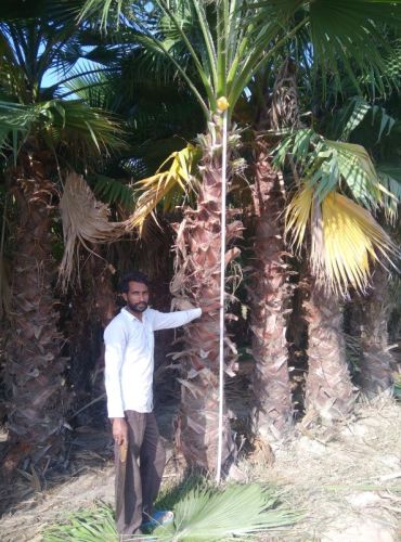 Palm Trees for Home Decor Or Office Decor at Best Price in Bathinda ...