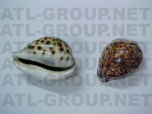 Tiger Cowrie Natural Seashell for Decoration, Jewellery at USD 135000 ...