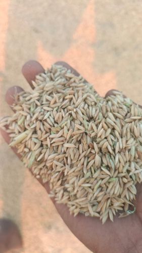 Golden Medium Grain BPT Rice, Speciality : Gluten Free at Best Price in ...