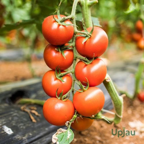 Cherry Tomato Seeds F1 Hybrid (30 Seeds) at Rs 99 in Noida - ID: 7919592