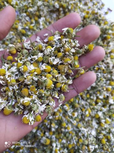 Natural Chamomile Tea, Color : Pale Yellow, Light Yellow at Rs 500 in ...