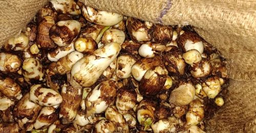 Fresh Taro Root, Color : Brown for Cooking Use at Rs 35 in Karnal - ID ...