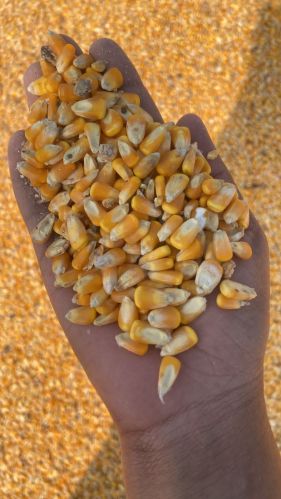 B Grade Maize, Color : Yellow 12% at Rs 22.4 in Jalna - ID: 7933230 | M ...