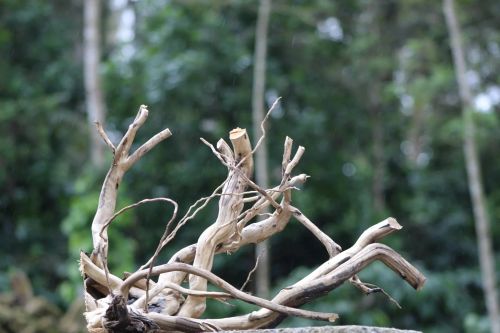 24x15-inch Natural Spider Wood Branch Sculpture at Rs 1500 in Kodagu ...