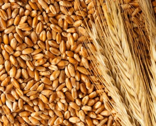 Wheat Straw, Color : Natural at Best Price in Mumbai - ID: 8007482 ...