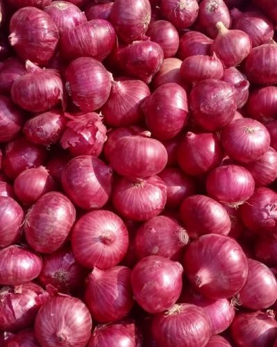 Organic Export Quality Onion, Color : Red, Packaging Size : 20kg at Rs 19.5 in Bangalore