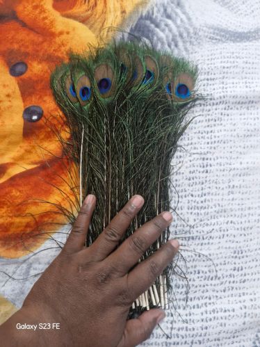 Green Mor Pankh, Packaging Type : Joot at Rs 3 in Sawai Madhopur - ID ...